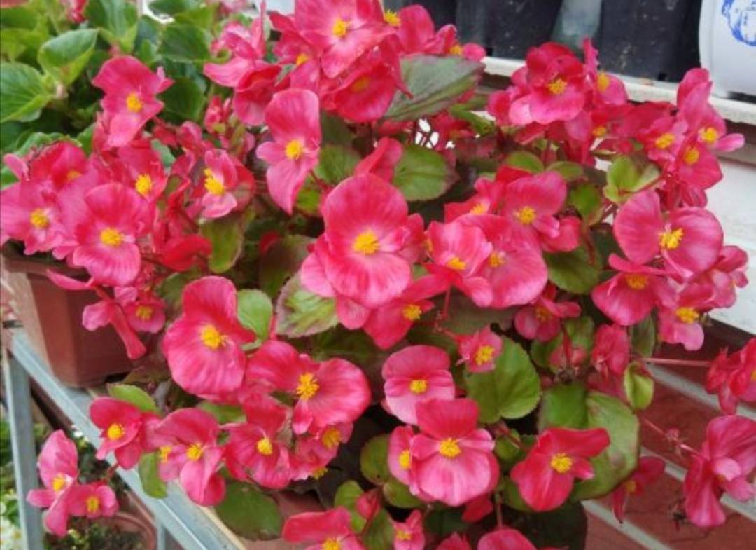 5 kinds of flowers are afraid of glare - iNEWS