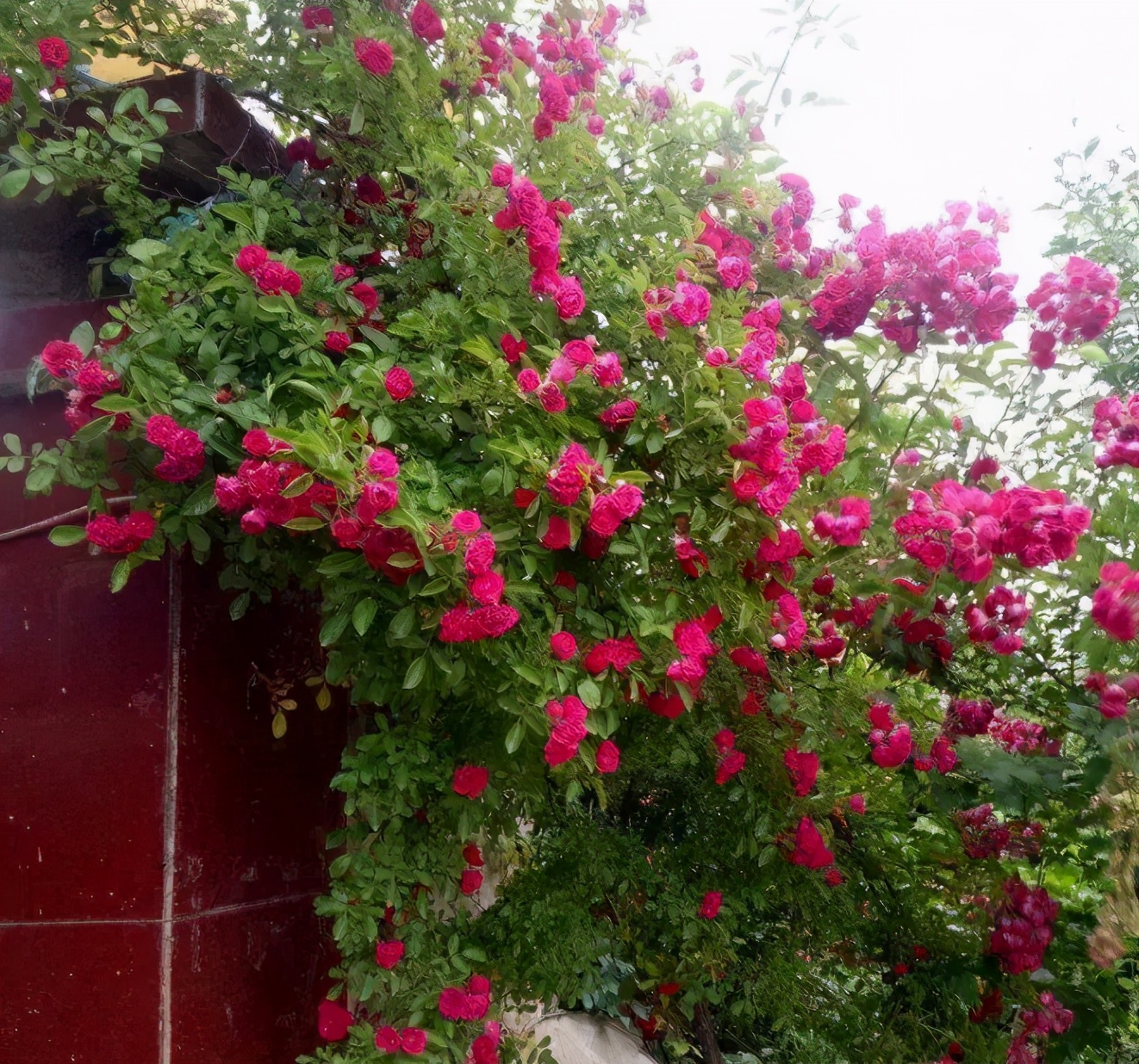 Raise these 5 kinds of climbing flowers in spring to easily grow a sea ...