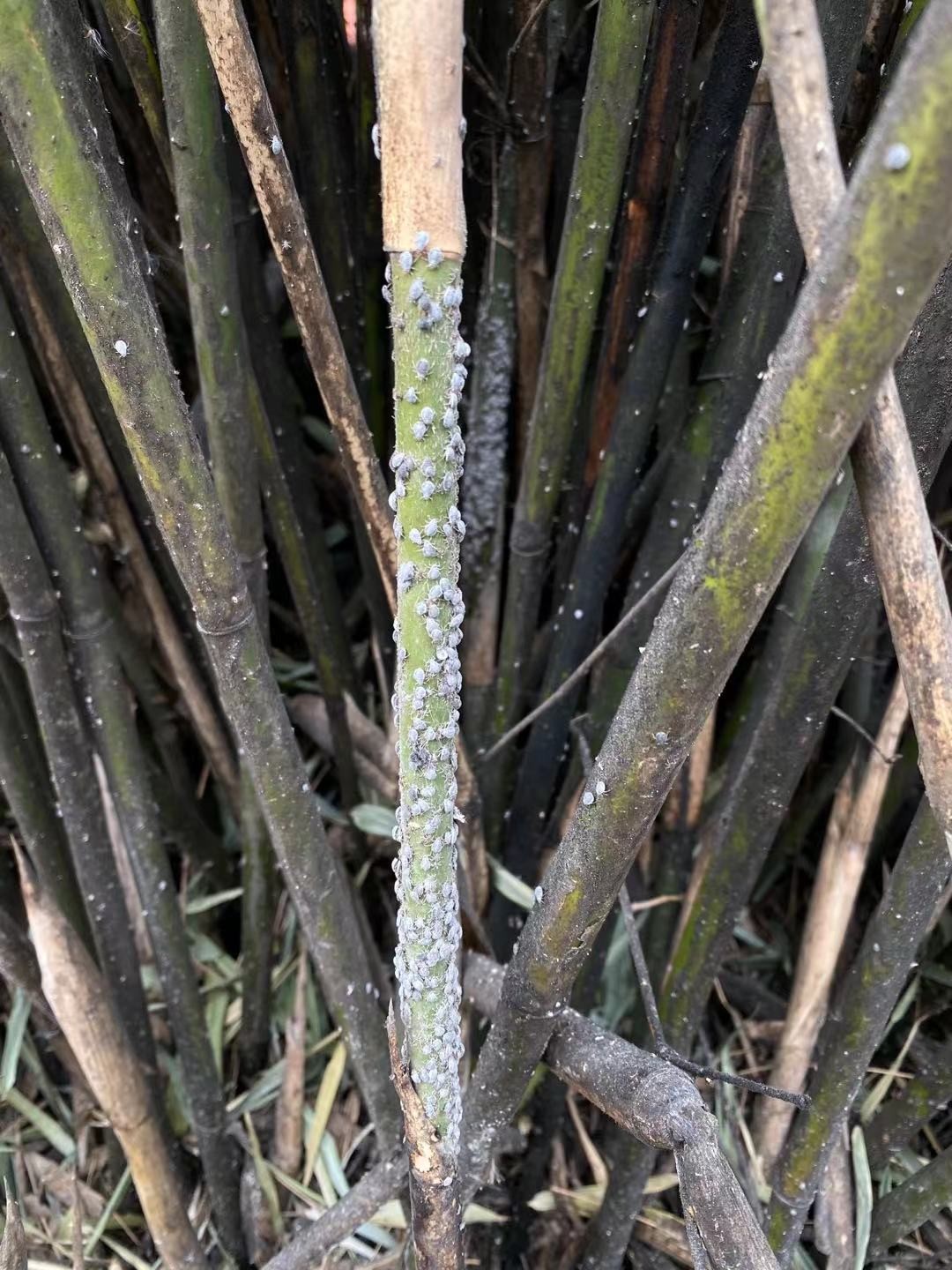 Understand the "one disease and two insects" often found in bamboo - iNEWS