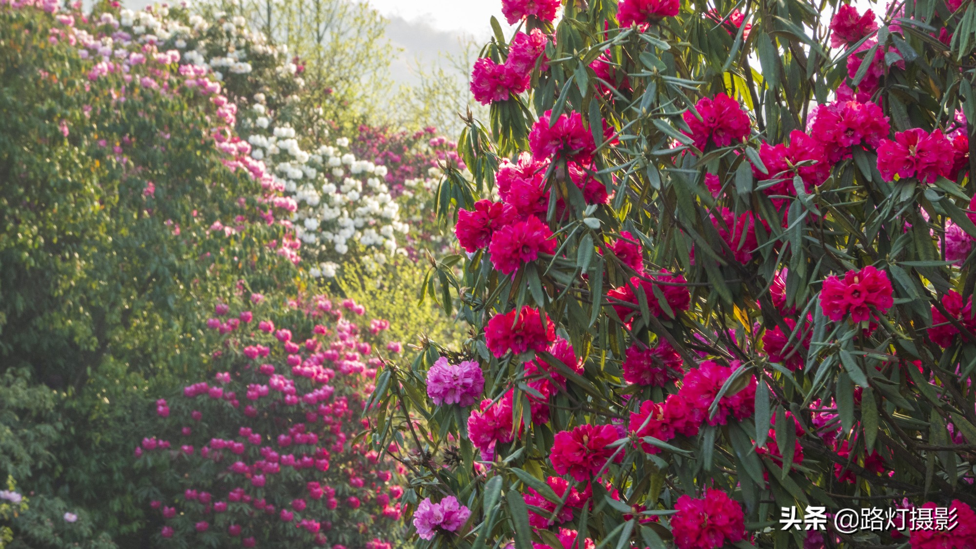 Right now! Bijie Biry azaleas bloom, "The World's Max Natural Garden ...
