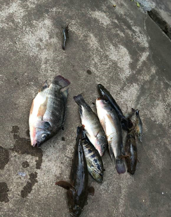 The rapidly rising bamboo shell fish will challenge the tilapia's ...