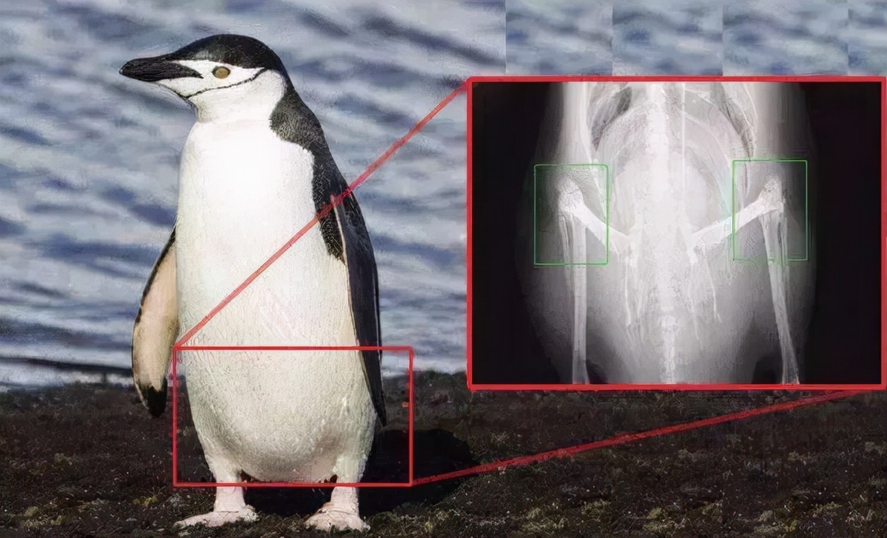 It turns out that all penguins are "big long legs" - iNEWS