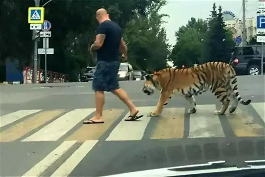 Is the Sumatran tiger the smallest tiger in the world? NO is the ...