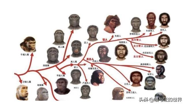 There used to be at least six human species on the earth, why is now ...