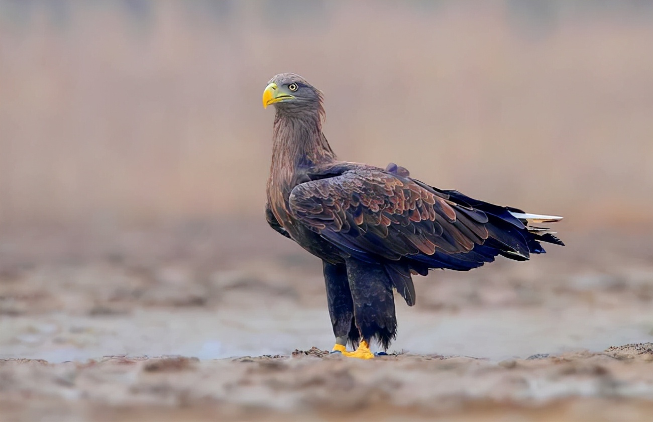 Many friends are stupid and confused about eagles, eagles and falcons ...