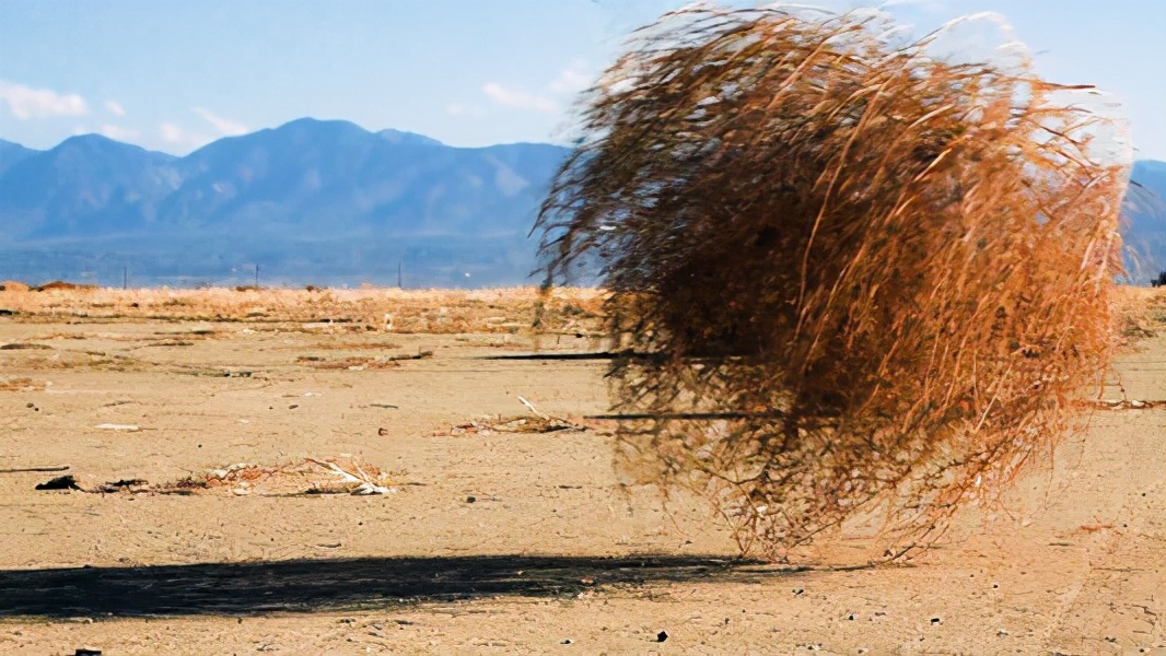 Tumbleweed makes Americans miserable. Why can't they live to adulthood ...