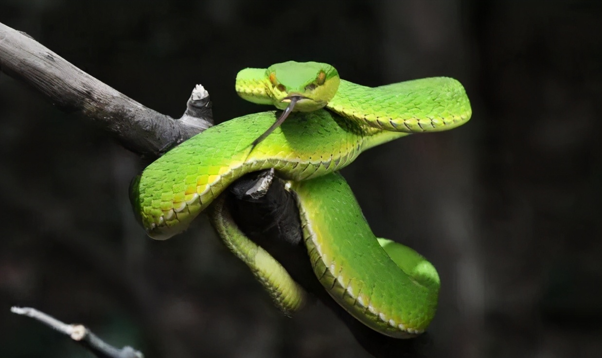 Bamboo Leaf Green Snake: The top hidden master of snakes, both a ...