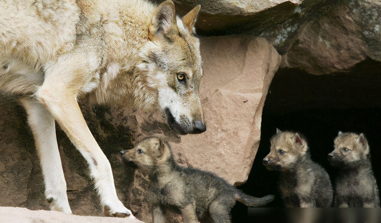 Why do wolves sometimes encounter human babies and not eat them ...