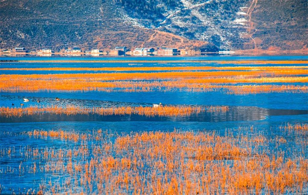 Napa Sea, Yunnan: The lake is on the grassland and the grassland is in ...