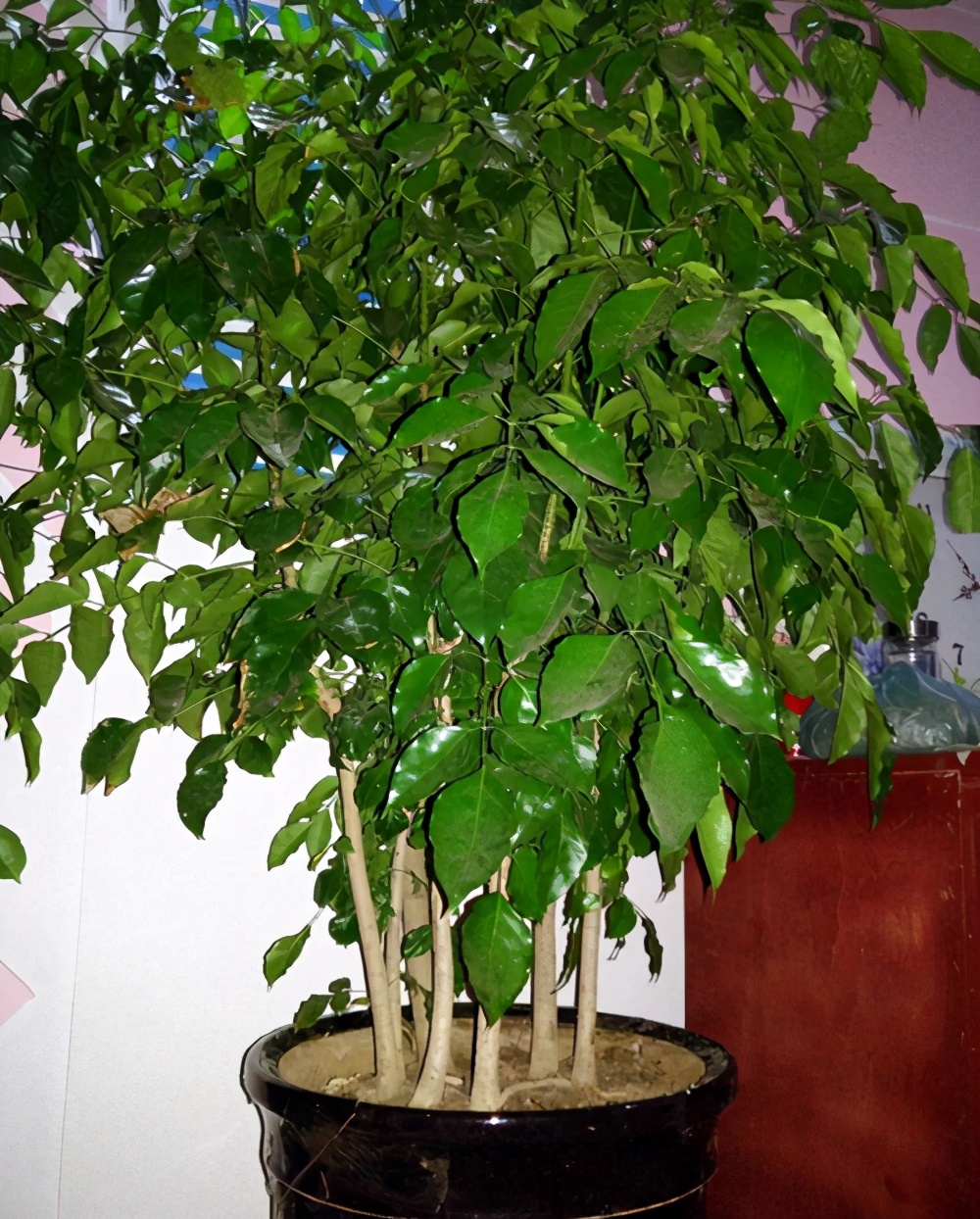 A tree of happiness that is green and full of people, do these points ...