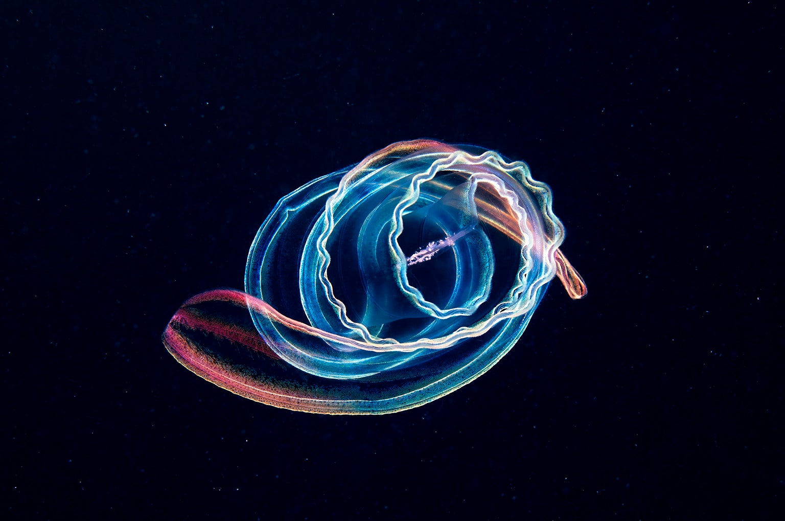 A wonder in the depths of the ocean!Rainbow colored centipede, fluffy ...