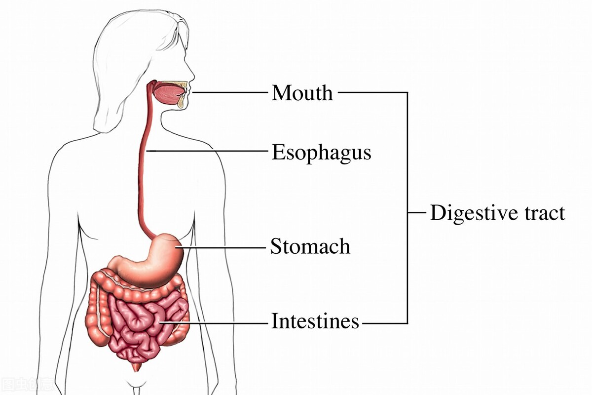 Astronauts don't have gravity in space, how can they swallow food and ...