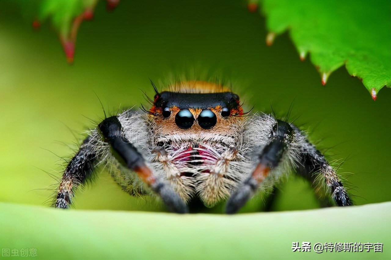 The magical wisdom of spiders - iNEWS