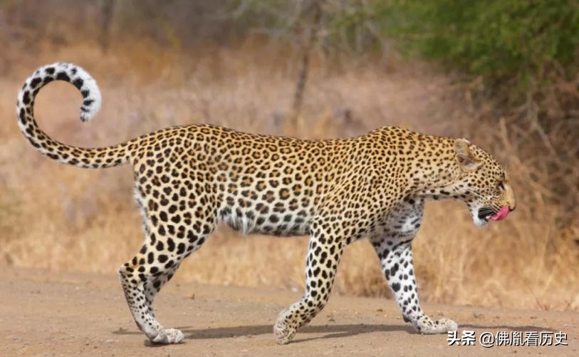 The ten strongest beasts in Africa - iMedia