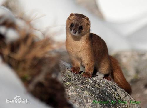 What is the yellow weasel called "Huang Taixian" like? - iNEWS