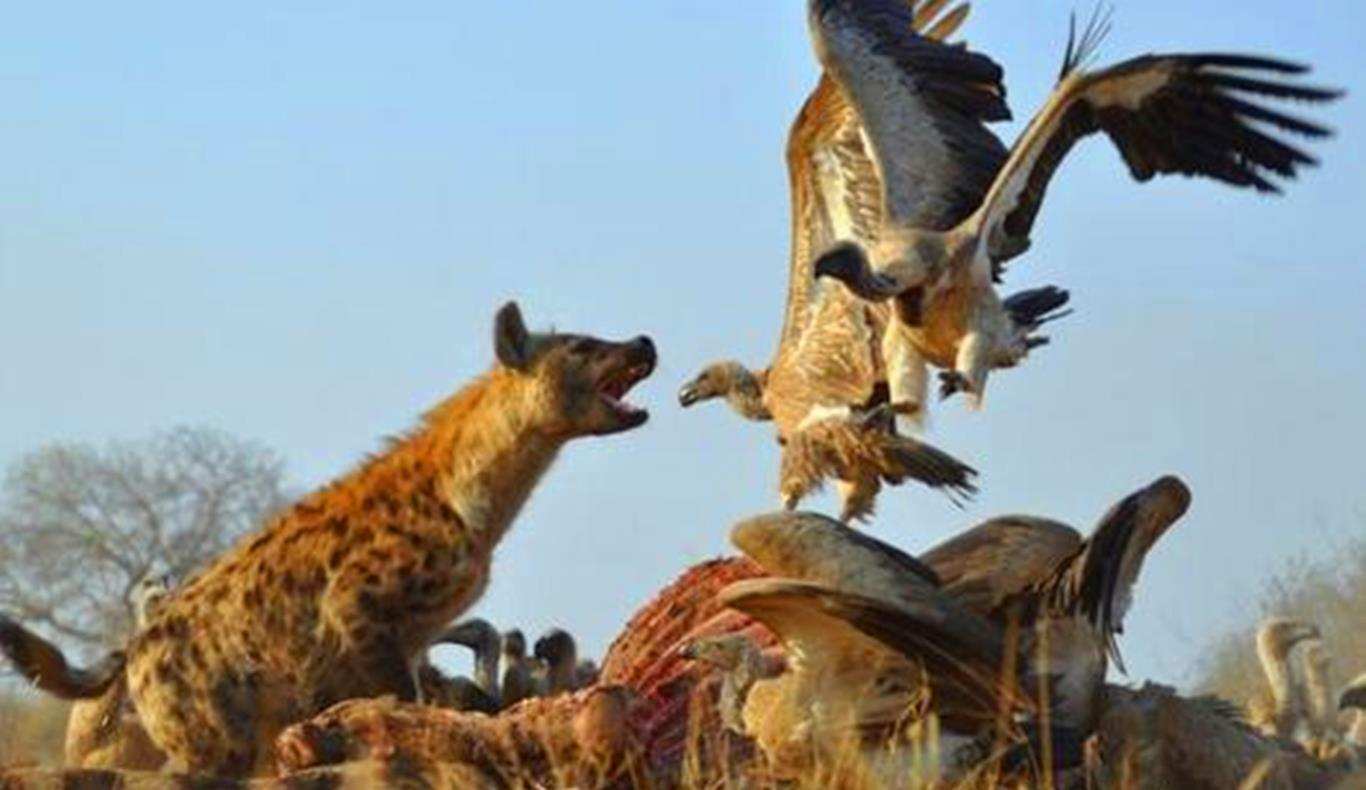 Scavengers are not so good. Do you know how hard vultures work to eat ...
