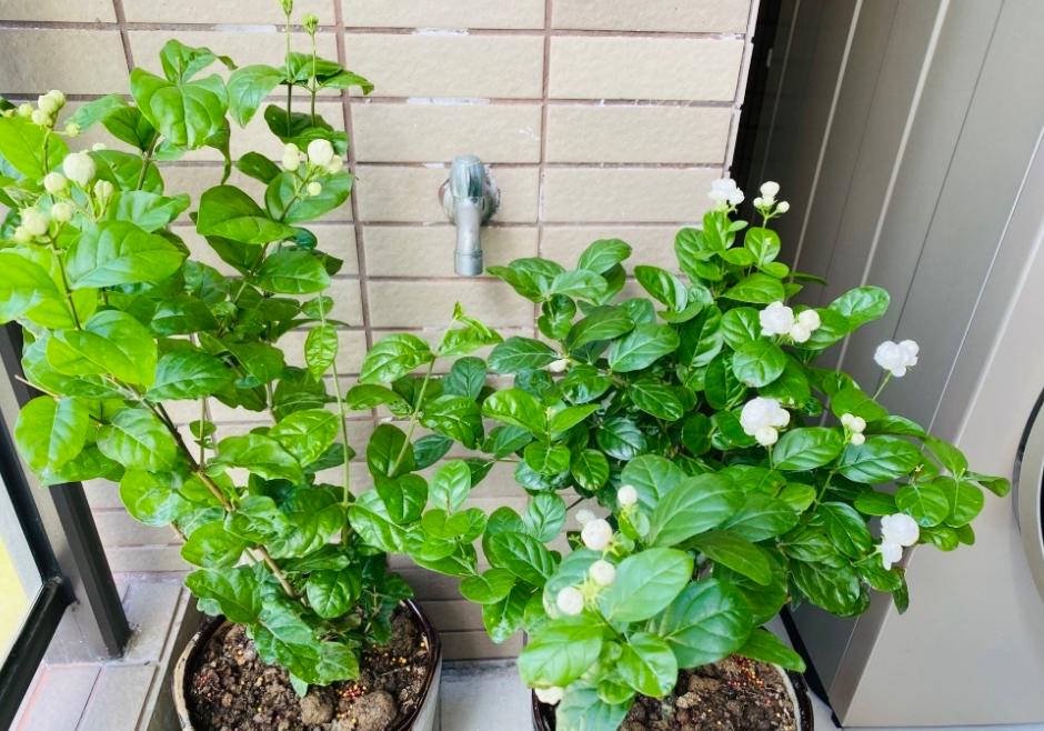 Experience sharing: How to grow potted jasmine? - iNEWS
