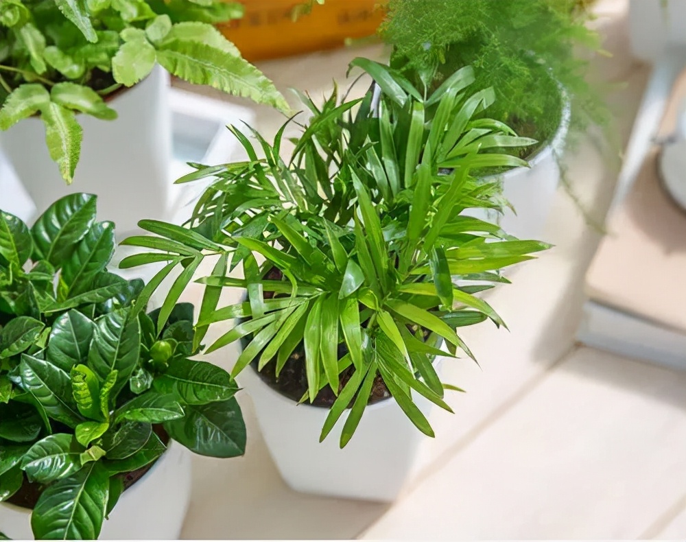 The potted pocket coconut can be made into single-drying, double-drying ...
