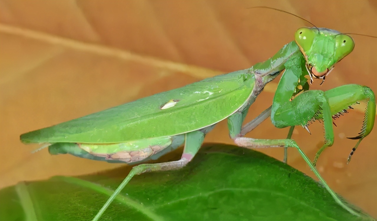20 most frightening and disgusting insects - iNEWS