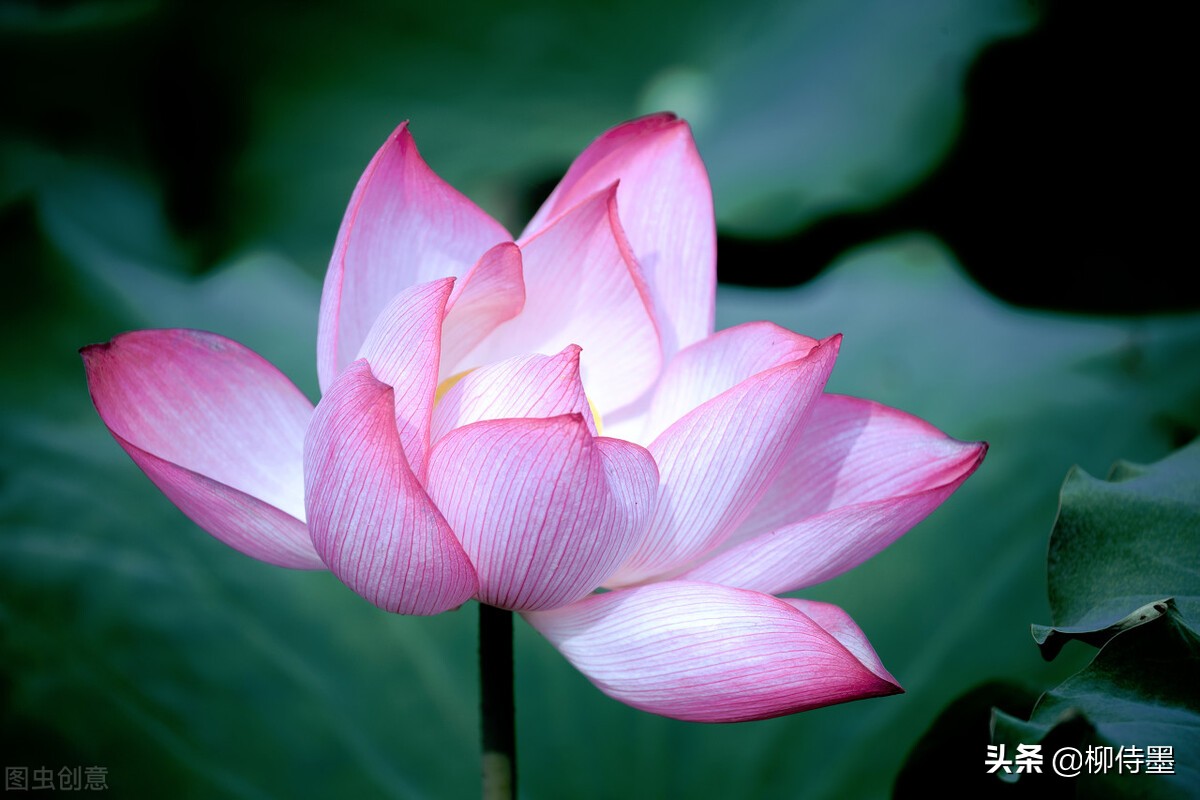 How to shoot lotus photography?22 example pictures to share 5 ...