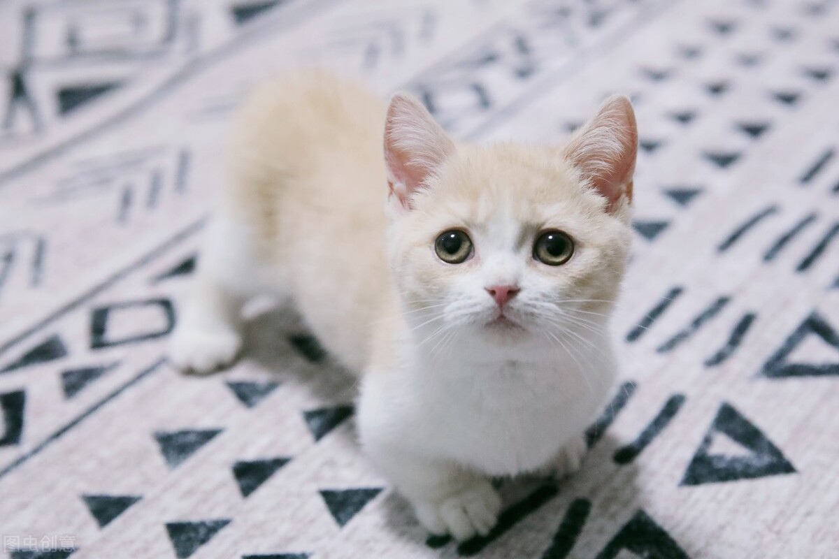 Do you think short-legged cats are cute? The price of cuteness is the ...