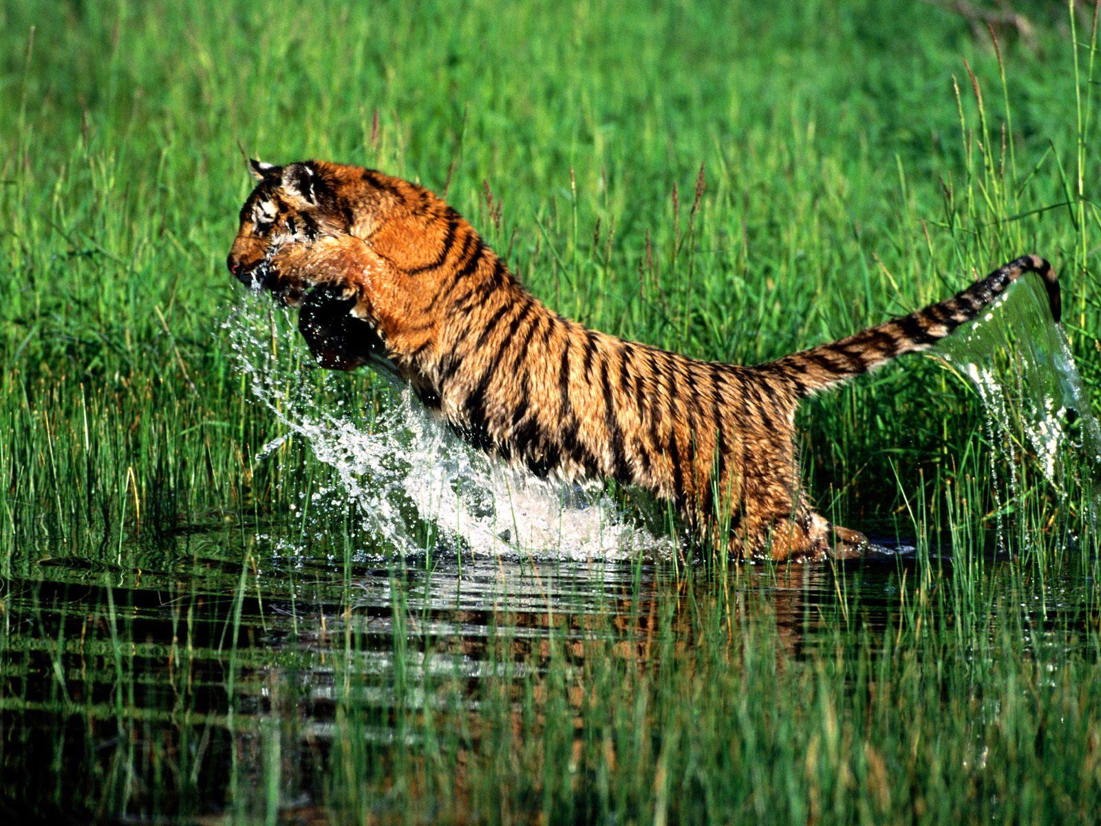 Can the South China Tiger rewild?20 South China tigers have the ability ...