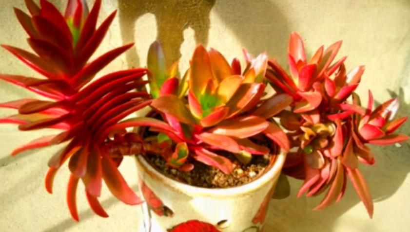 How to raise succulent fire festivals "prosperous"?Pay attention to ...