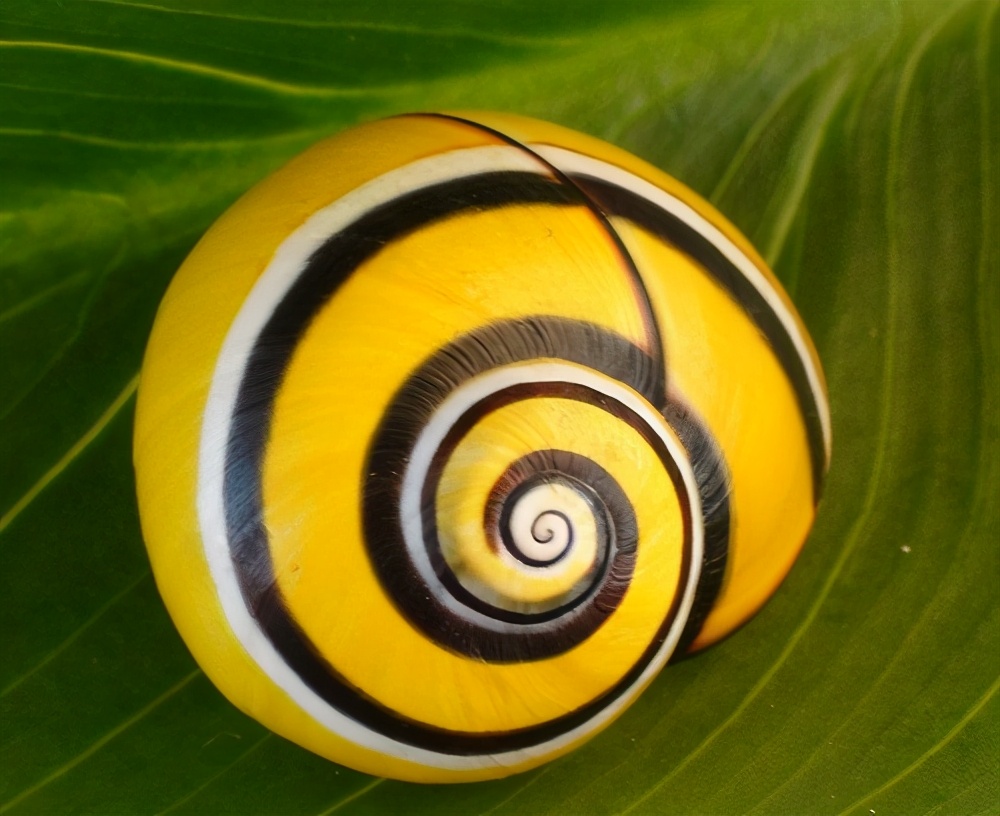 The Cuban painted snail is like a classic Cuban car, a rare piece of ...