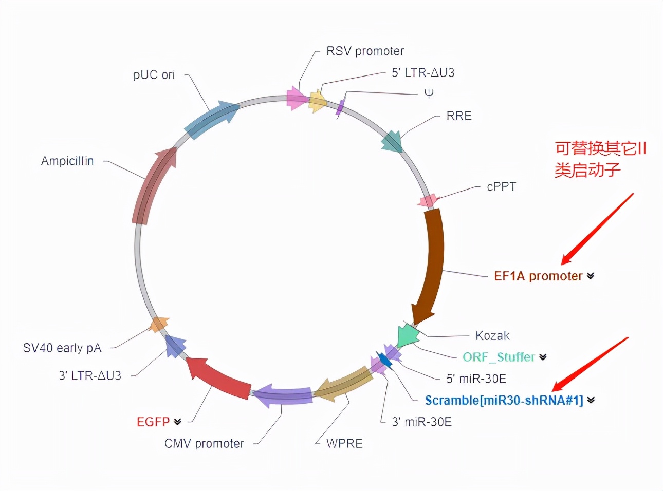 Teach you how to design mammalian shRNA interference vectors - iNEWS