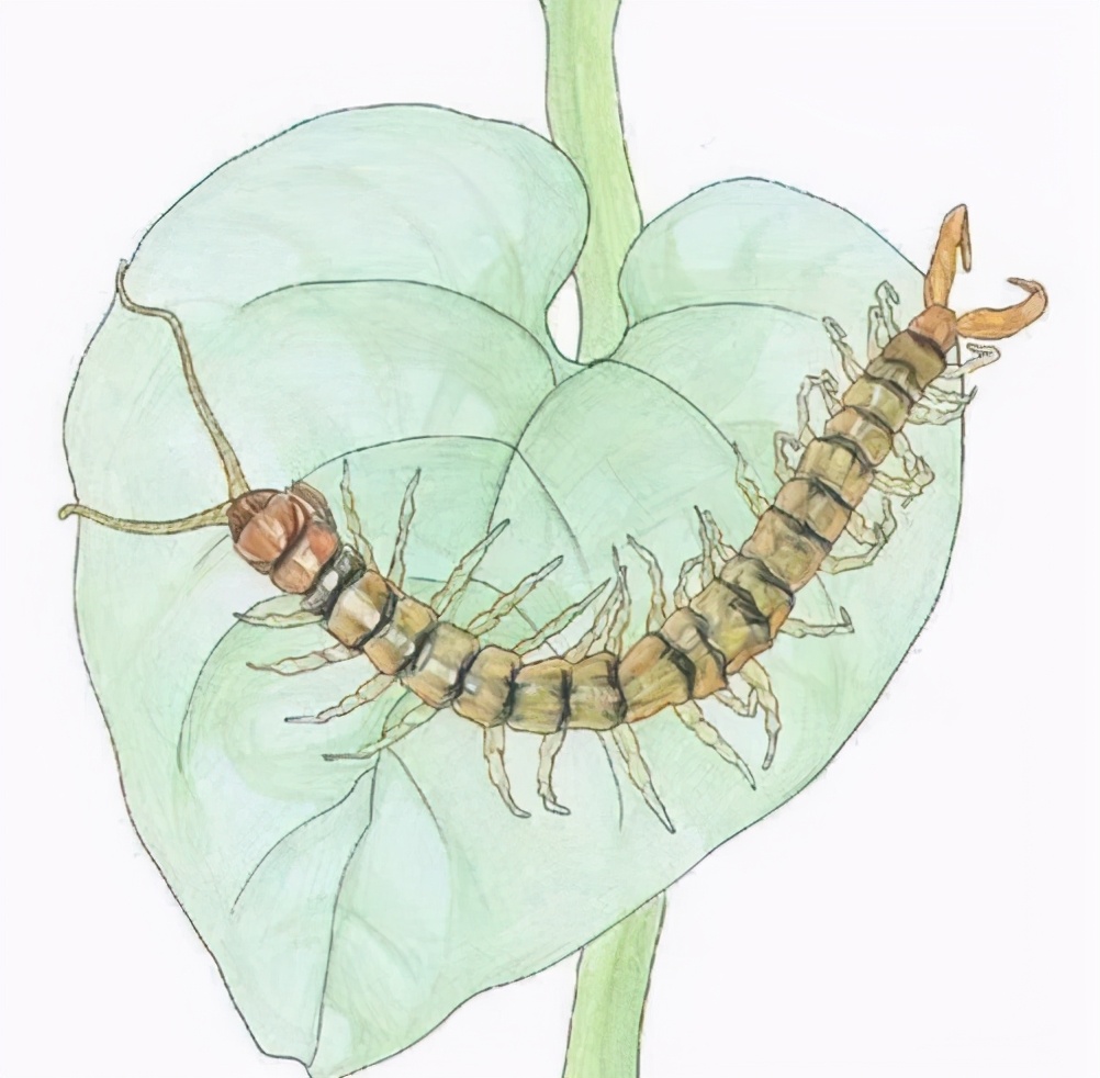 Have you ever seen a centipede that eats birds? - iNEWS