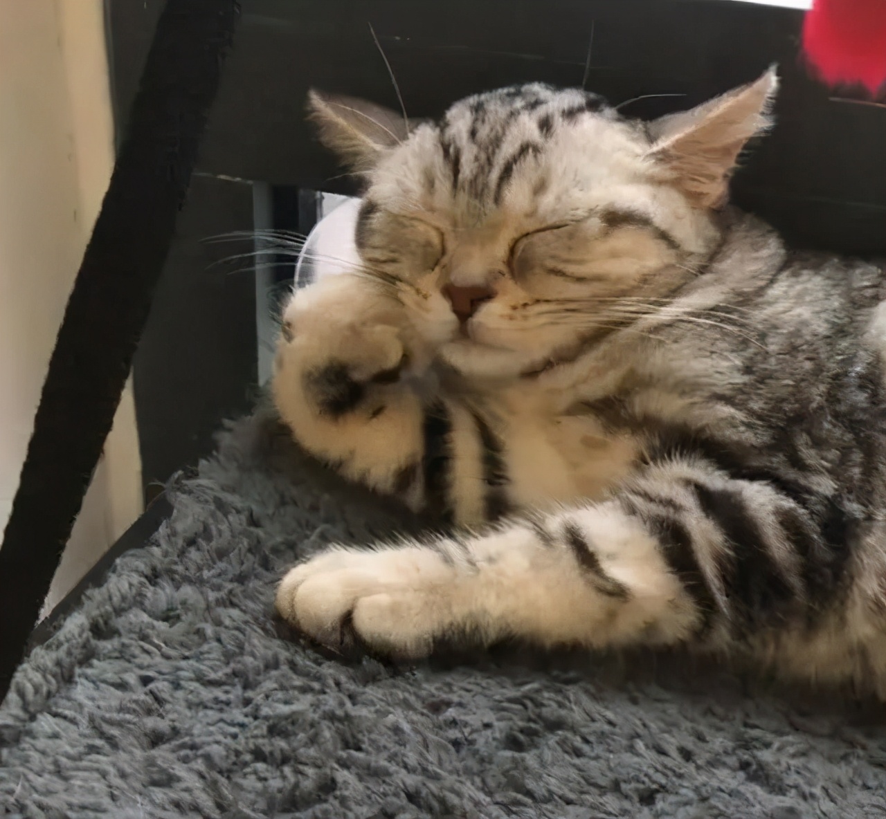 Why do cats love to bite paper towels?Don't think it's stupid anymore ...