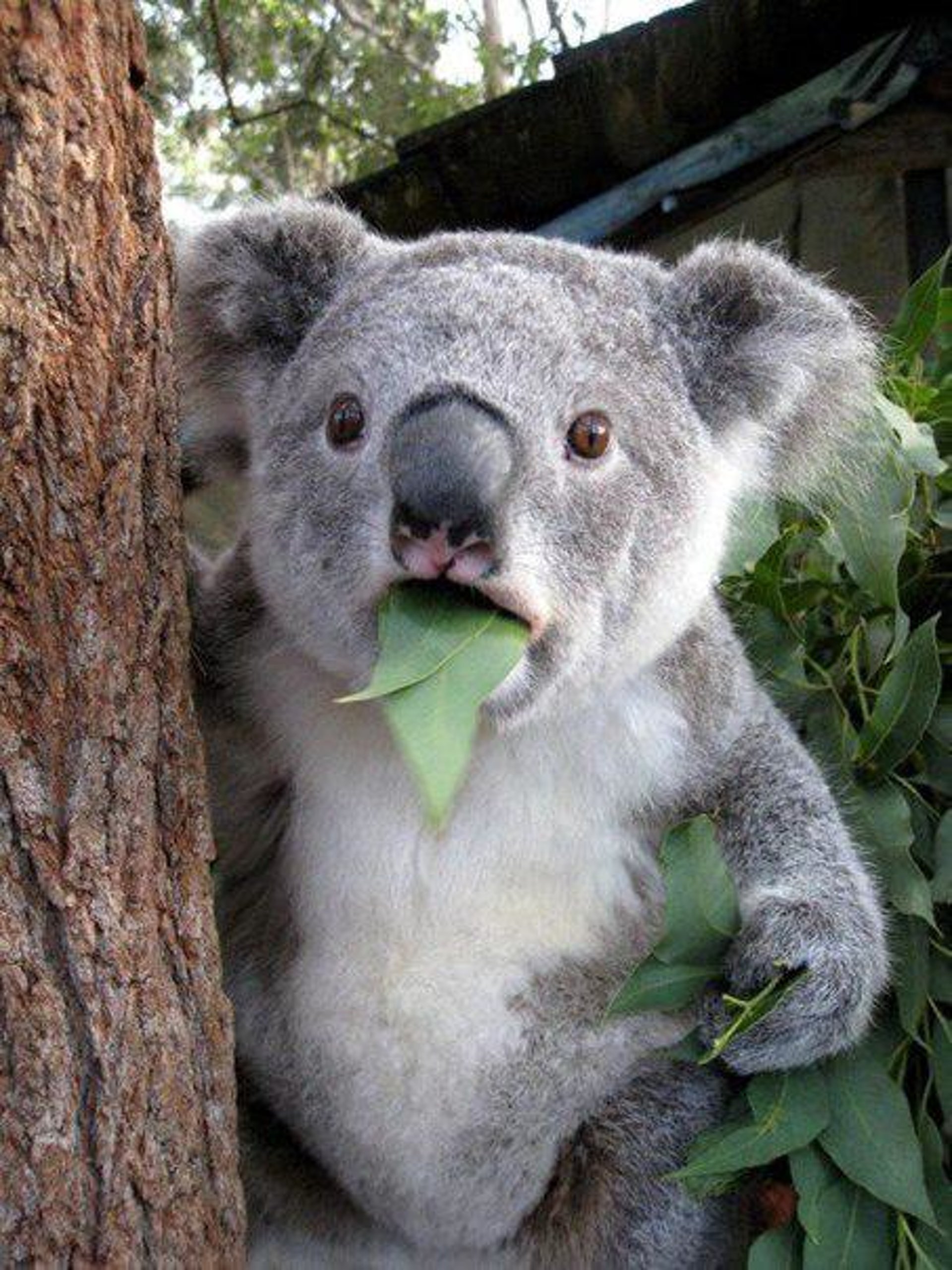 Koala's tintin forks, bonobos use mating as social! The most bizarre ...