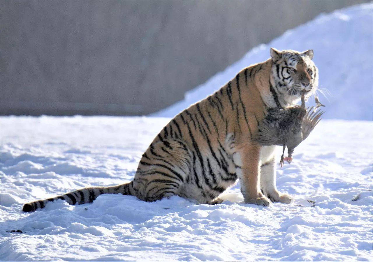 If there are Siberian tigers again, will it cause harm to people?Why do ...