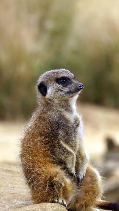 Meerkats love to eat poisonous snakes, wear sunglasses, and look like ...