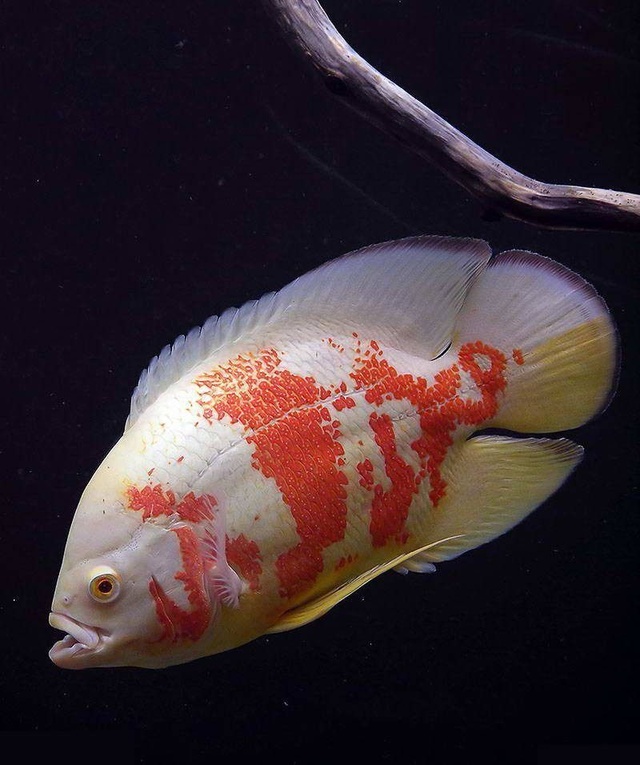 Common ornamental fish introduction (2) map fish - iNEWS