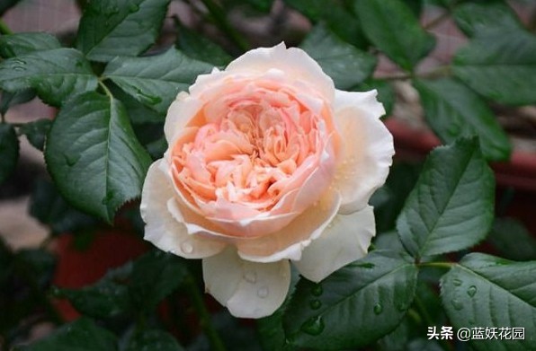 What's the matter with withered and deformed rose buds?These 3 points ...