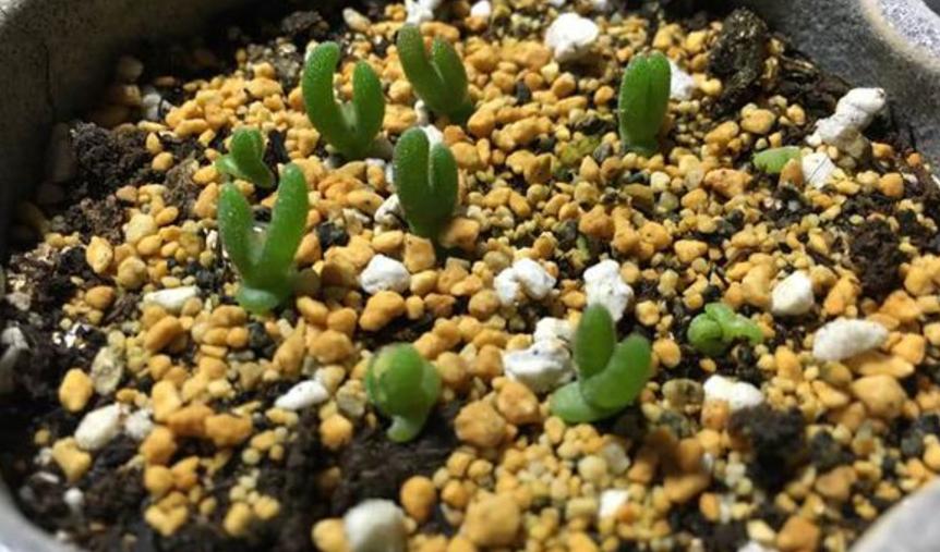Cultivate succulent plants with Bi Halo, pay more attention to these ...