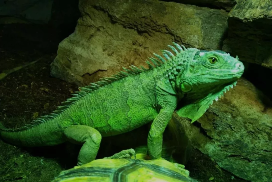 Singapore turns into a "real version" of Jurassic Park, with large ...