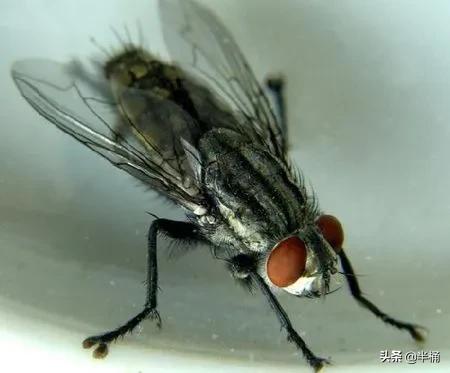 Why would a fly twist its head off to play?How long can headless flies ...