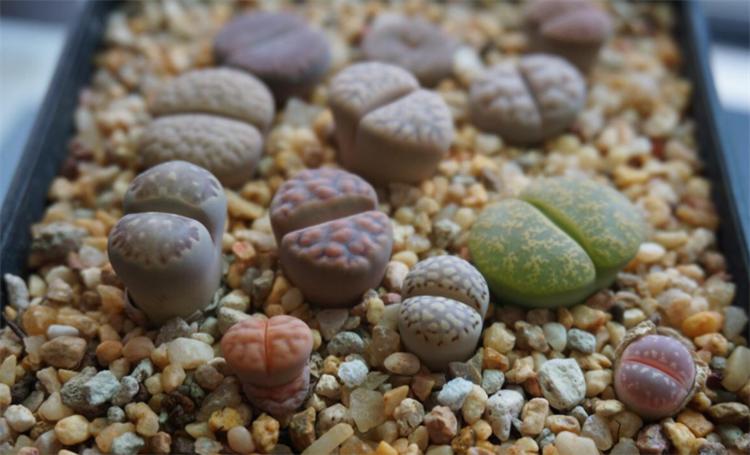 How to deal with Lithops grow tall?Method: decapitate, control water ...