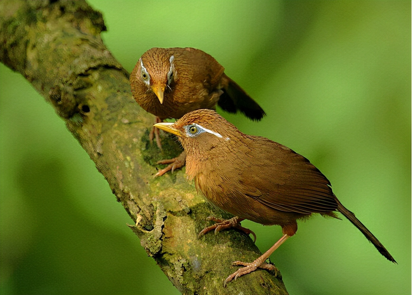 China's about to disappear bird culture 2: One bird hurts seven lives ...