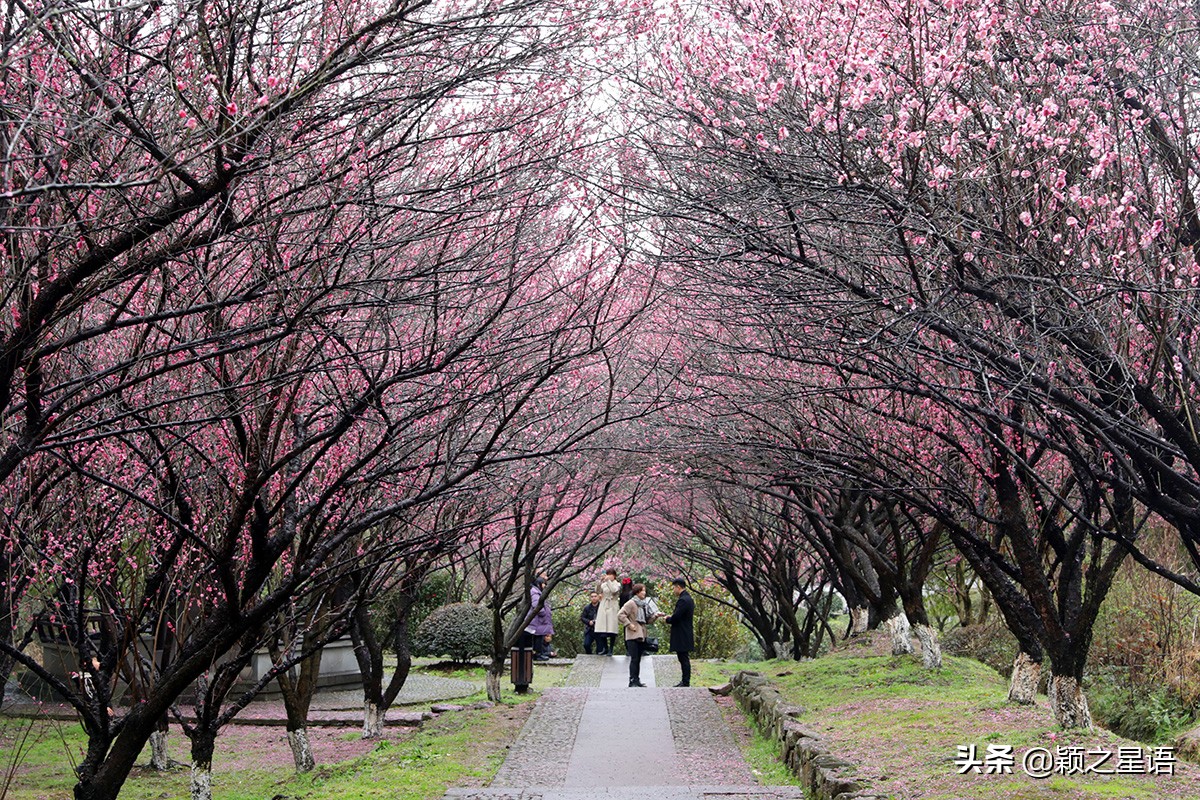 Yuyao Fifteen Ao Plum Garden, originated from Huang Zongxi, has a ...