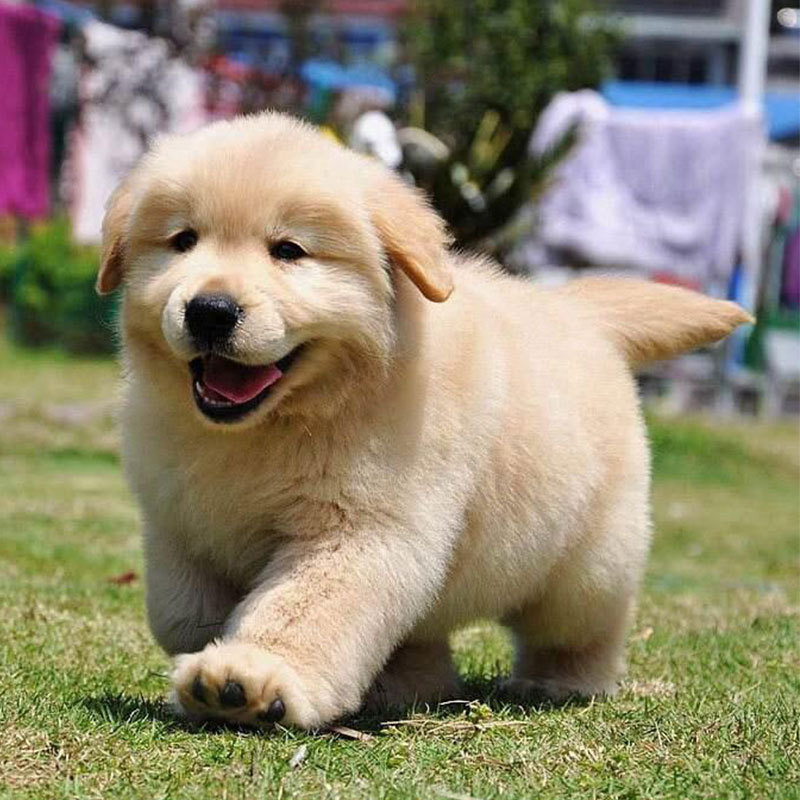 Dogs are born to be careful animals, on the surface they are careless ...