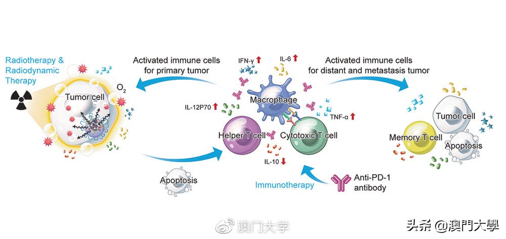 UM team develops nano-multiplier to enhance anti-tumor treatment effect ...