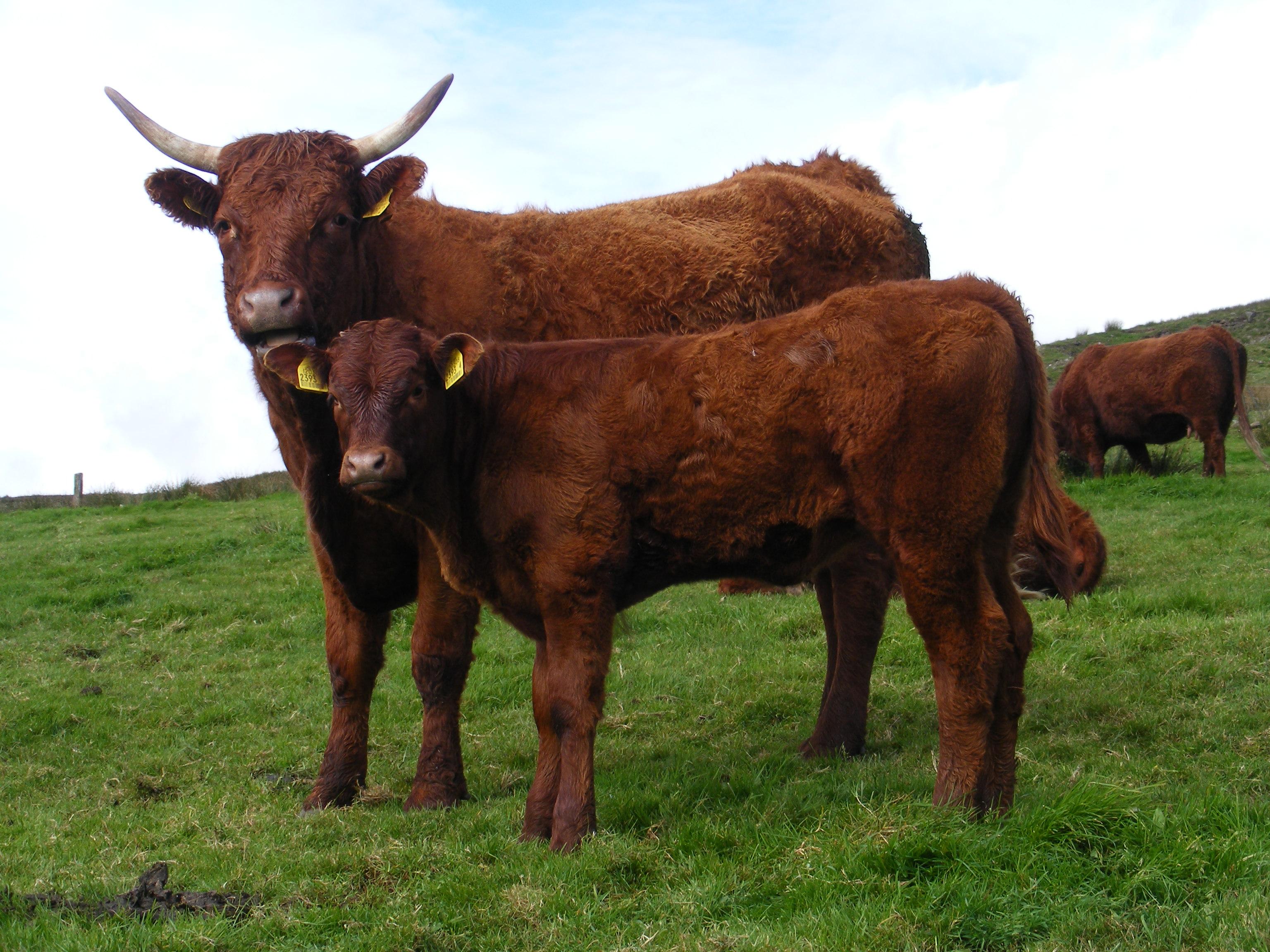 The most expensive cow in the world: a British calf named "fashion ...