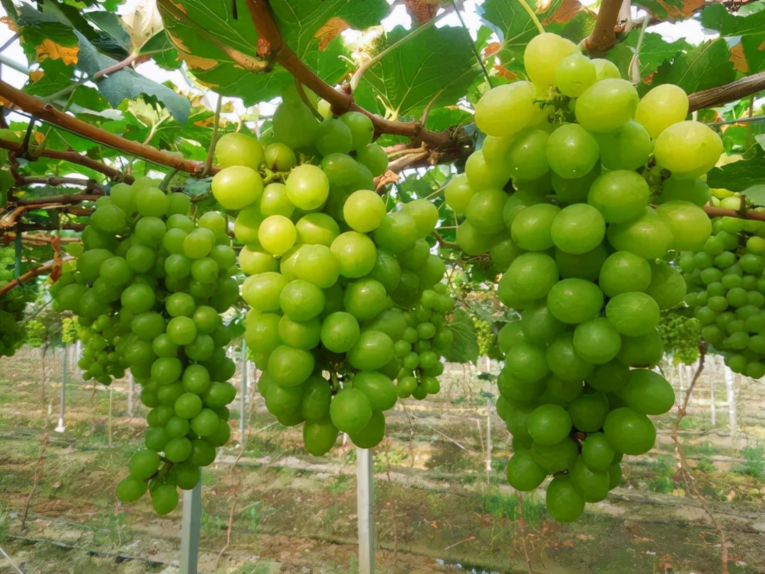 How much did you buy Sunshine Rose grapes? - iMedia