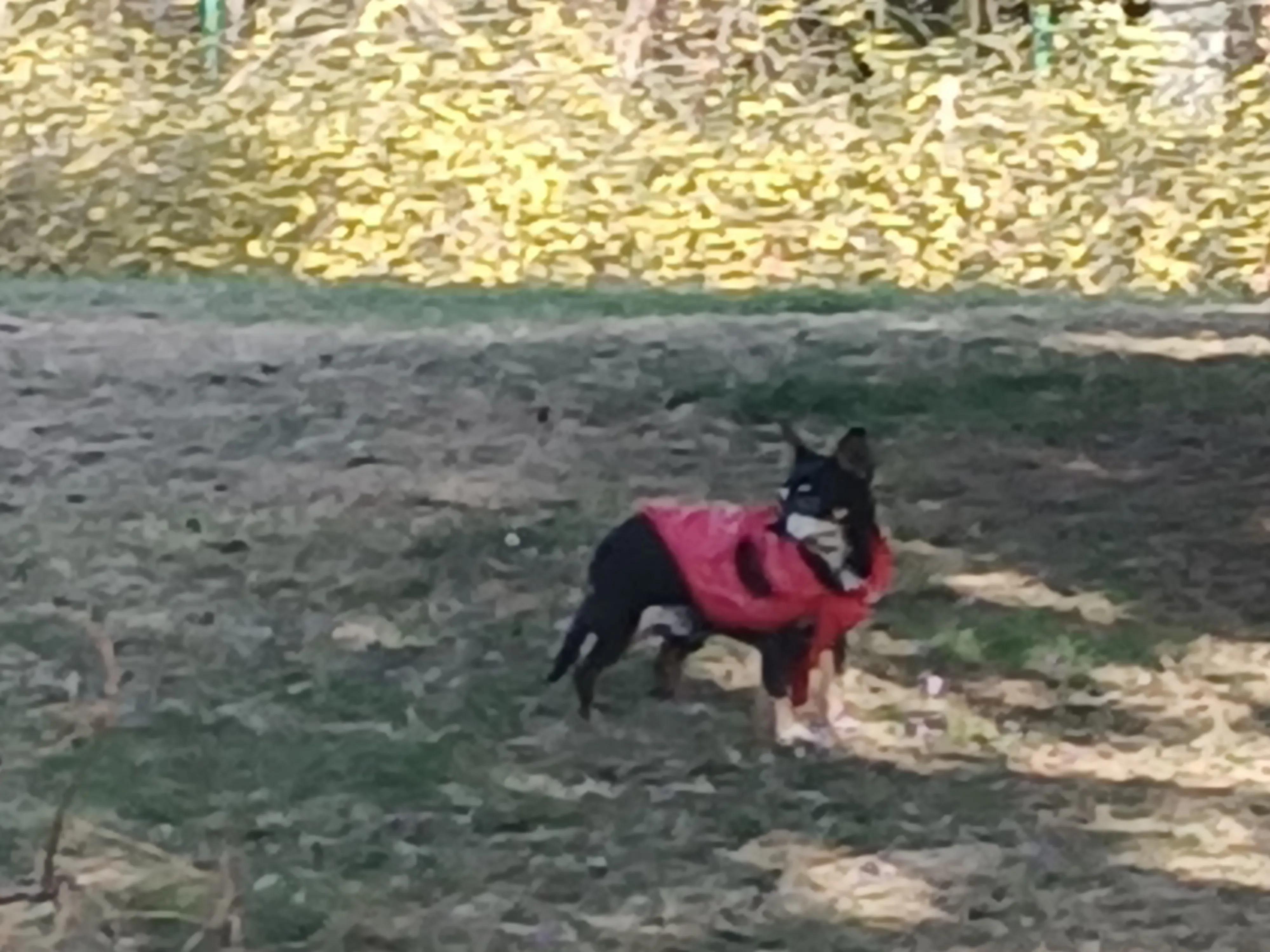 A dog breeder must be civilized, and a civilized person can raise a dog ...