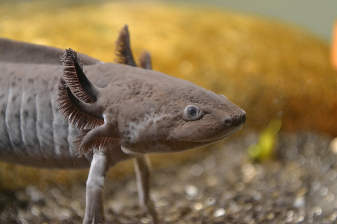 Before losing to the carp, the hexagonal dinosaur was the top local ...