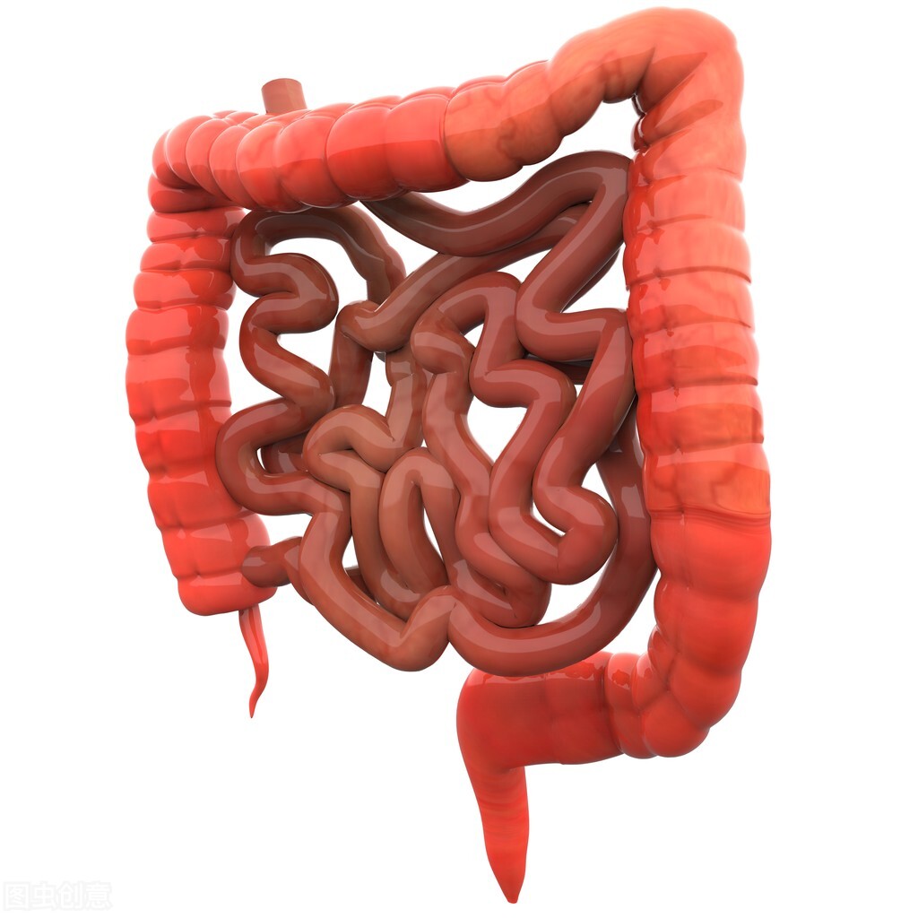 Do you know the small intestine?What functions does it have?Listen to ...