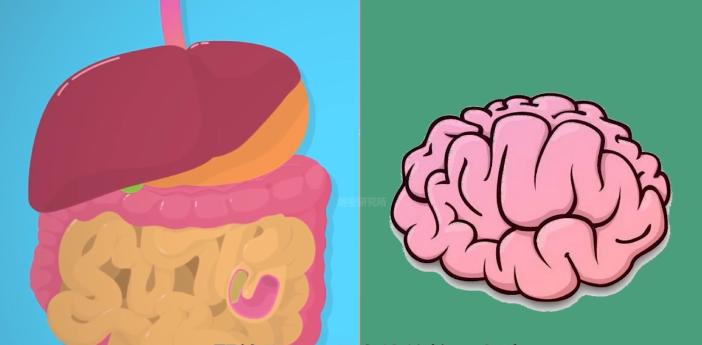 The intestines are the second brain?7 secrets about the intestines - iNEWS